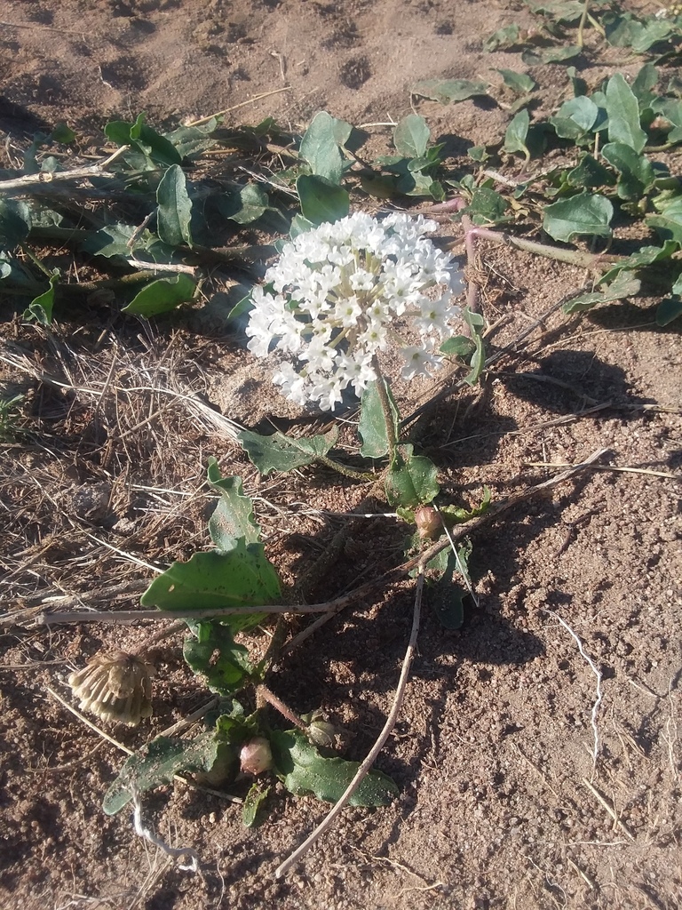 Snowball Sand Verbena from Weld County, CO, USA on June 4, 2020 at 07: ...