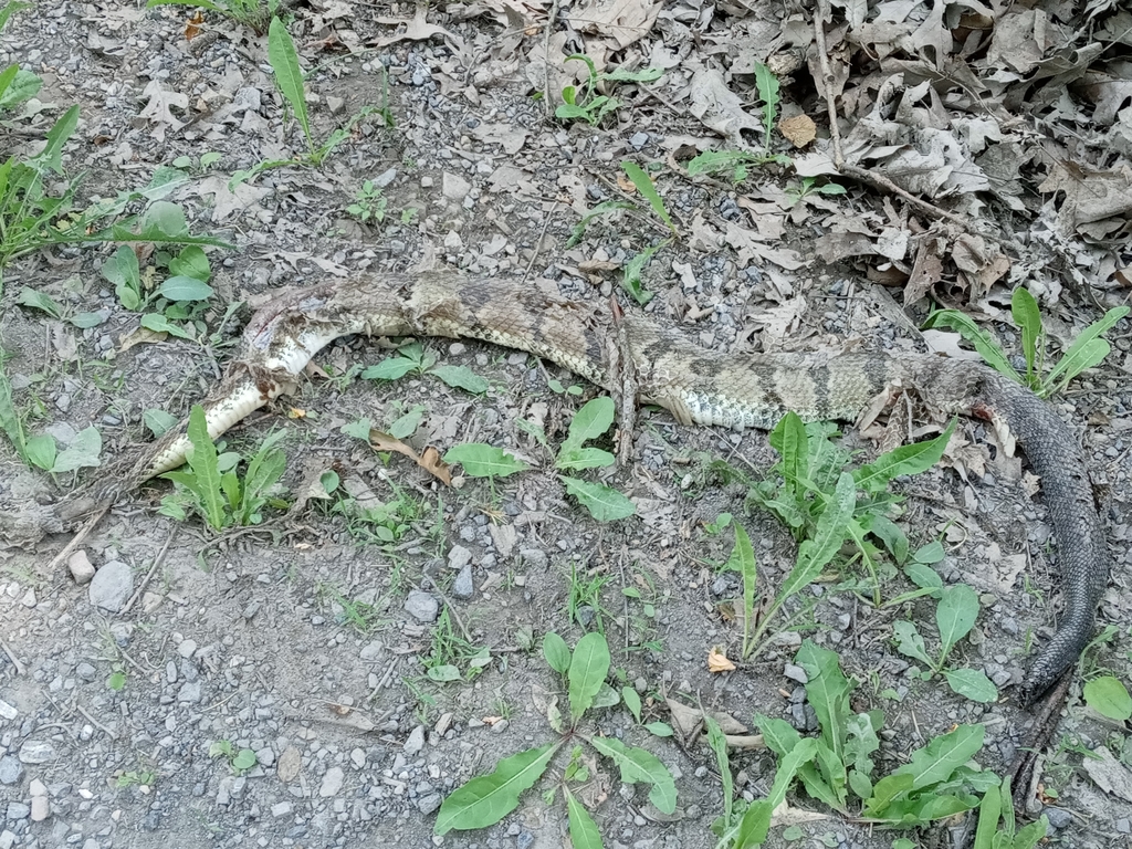 Timber Rattlesnake in July 2020 by Brody McAllister. Found dead in road ...