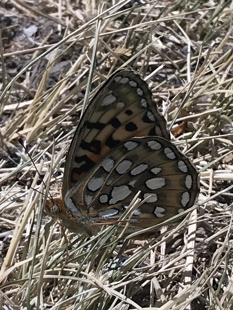 Coronis Fritillary from S Lincoln Ave, Steamboat Springs, CO, US on ...