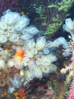 Bluestriped light bulb tunicate from Mar Tirreno on July 5, 2020 at 10: ...