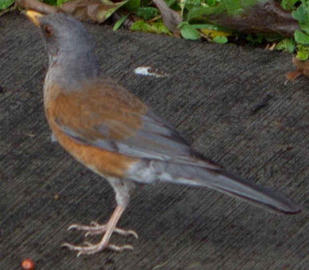 Rufous-backed Robin from Las Palmas, 28017 Colima, Col., México on May ...