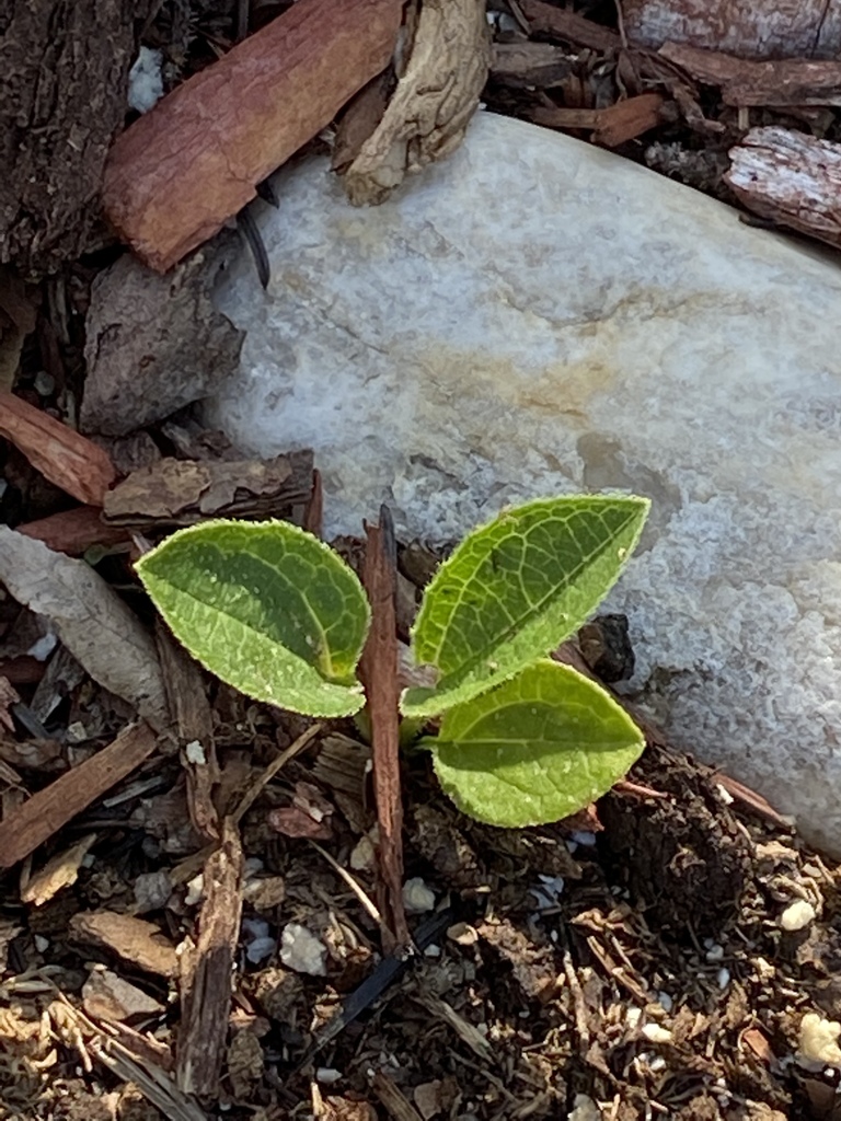hydrangeas from Long Island, Massapequa, NY, US on July 5, 2020 at 04: ...