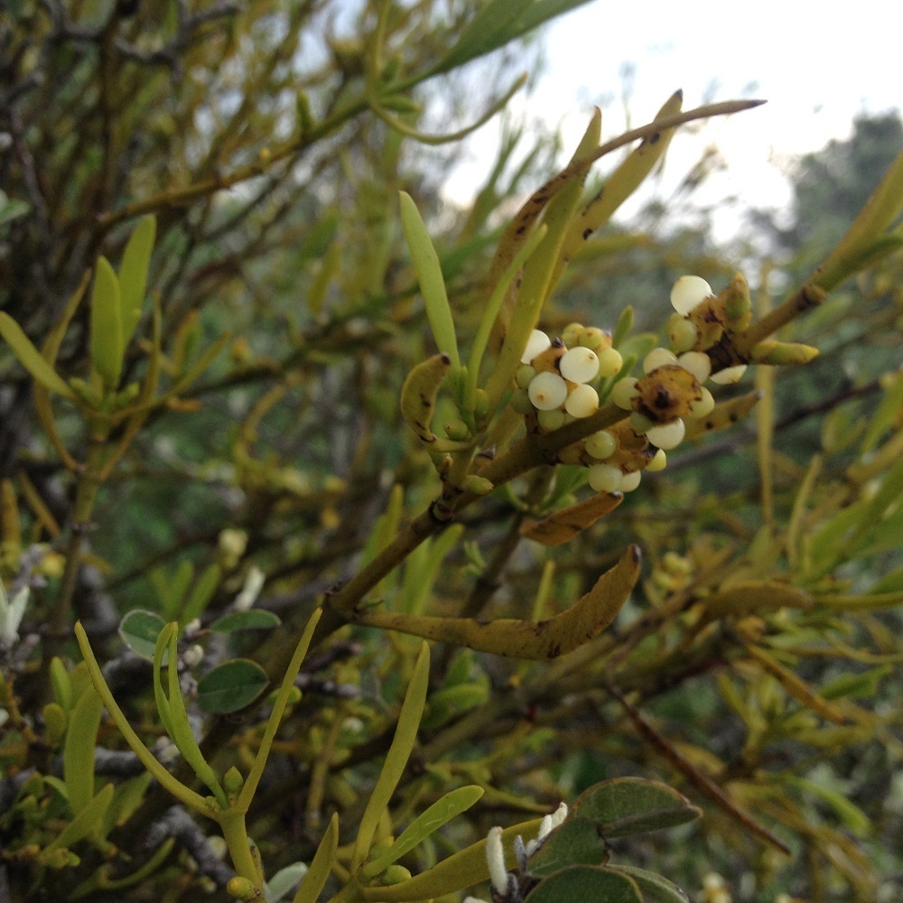 (Phoradendron forestierae) - Botanical Realm