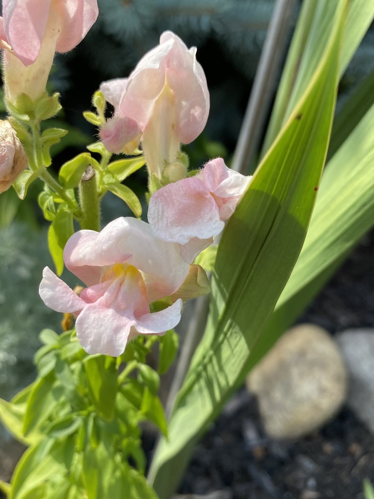 Snapdragon from Long Island, Massapequa, NY, US on July 05, 2020 at 04: ...