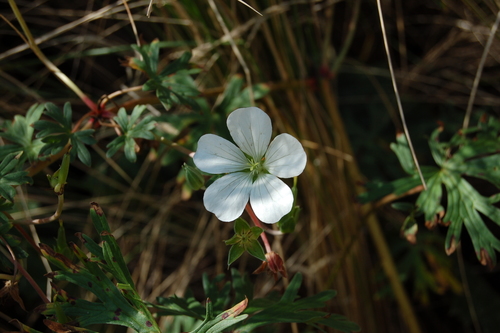 Geranium albicans · iNaturalist