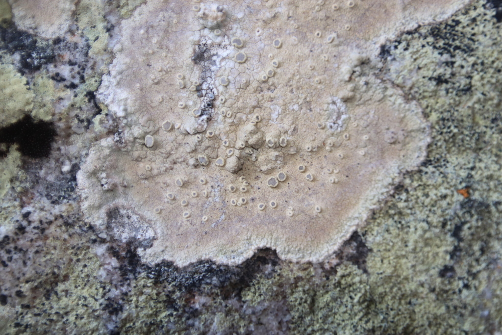Cape Crustose Beach Lichen from cliff contour path Elsies Peak, Table ...