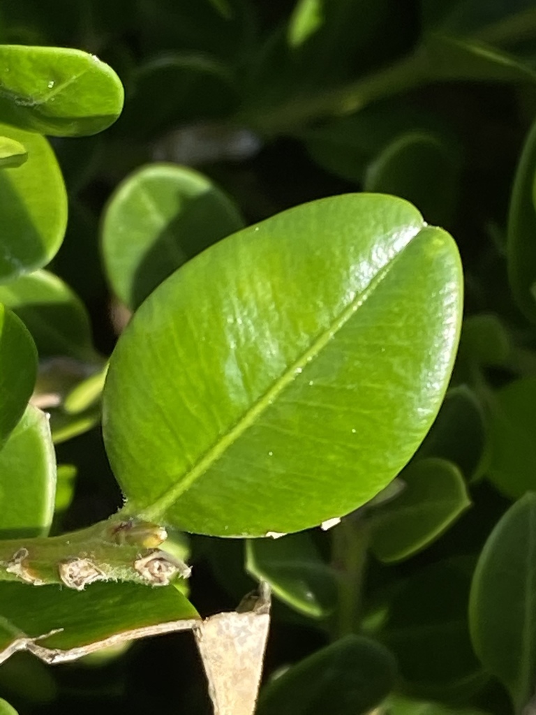 Small-leaved Box from Long Island, Massapequa, NY, US on July 05, 2020 ...