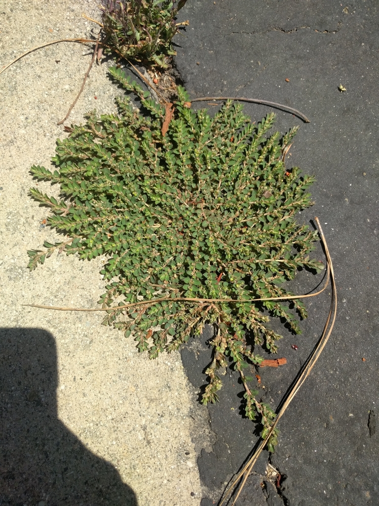 prostrate sandmat from Tustin, CA 92780, USA on July 5, 2020 at 12:11 ...