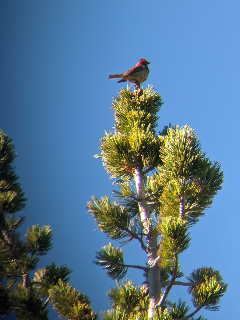 Cassin's Finch from Reno, NV 89511, USA on July 05, 2020 at 06:48 AM by ...