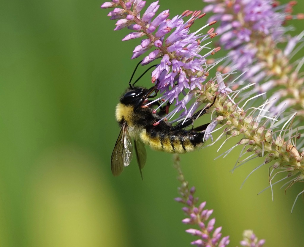 Golden Northern Bumble Bee from Greenwood Heights, Brooklyn, NY, USA on ...