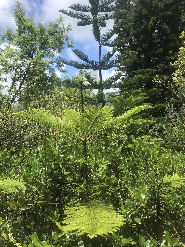 Norfolk Island Pine from Nounou Forest Reserve, Kapaa, HI, US on July 5 ...