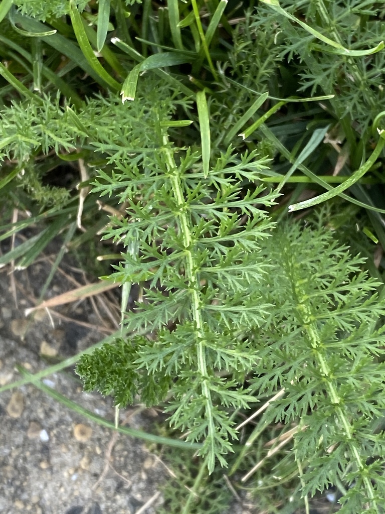 common yarrow from Long Island, Massapequa, NY, US on July 05, 2020 at ...