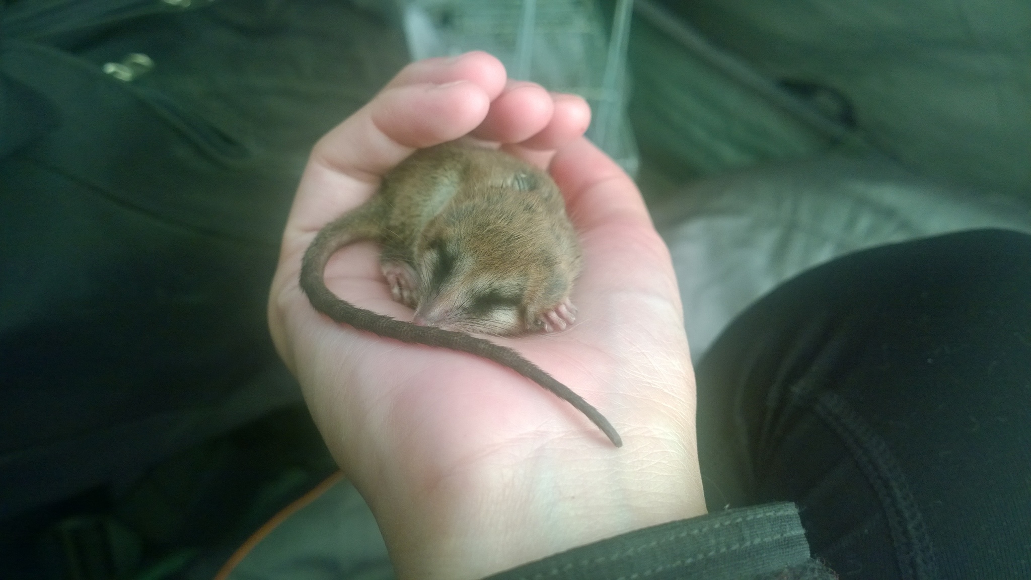 Dromiciops gliroides Thomas, 1894