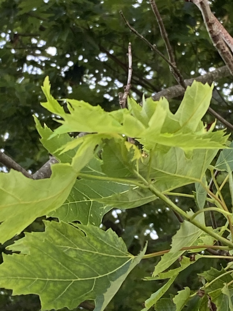 silver maple from Long Island, Massapequa, NY, US on July 5, 2020 at 07 ...