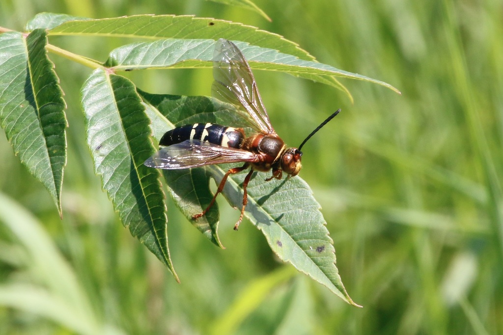 Eastern Cicada-killer Wasp from Pipestone County, MN, USA on July 5 ...