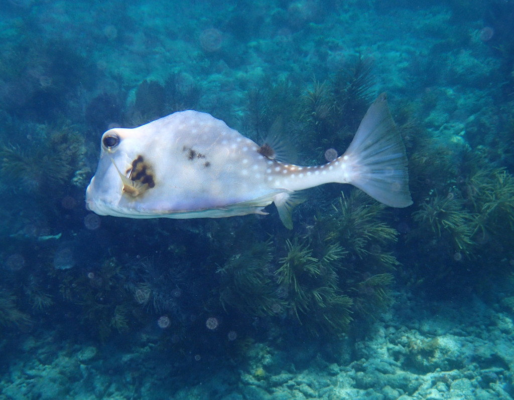Buffalo Trunkfish (Lactophrys trigonus) - Marine Life Identification