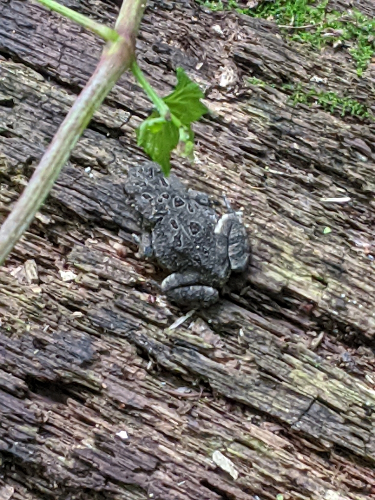 Fowler's Toad from Brooklyn, NY 11238, USA on July 05, 2020 at 04:27 PM ...
