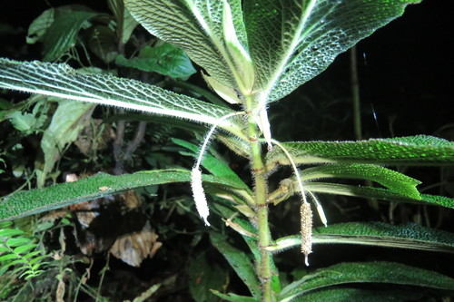 Piper appendiculatum · iNaturalist