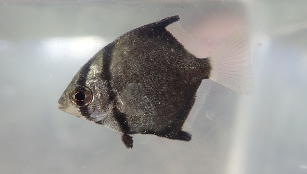 Diamondfish (Monodactylus argenteus) - Marine Life Identification