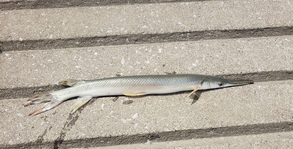 Shortnose Gar from McCracken County, KY, USA on July 05, 2020 at 11:19 ...