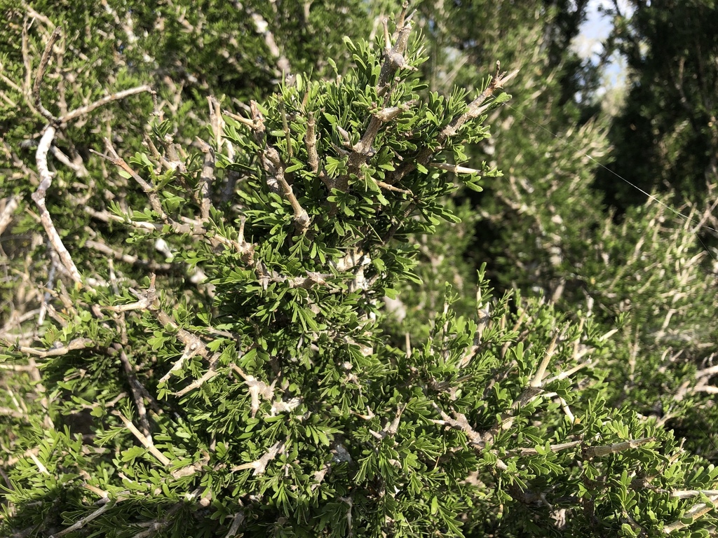 Texas lignum-vitae from River Rd, Camp Wood, TX, US on July 5, 2020 at ...