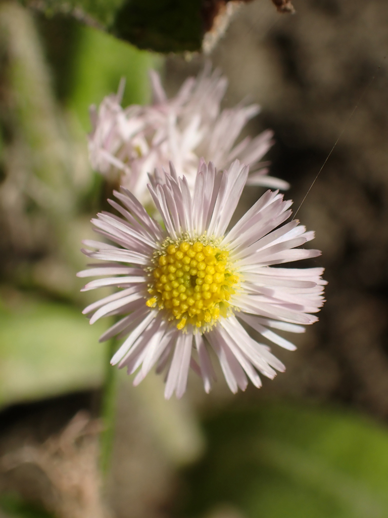 seaside daisy from Humboldt County, US-CA, US on July 02, 2020 at 06:23 ...