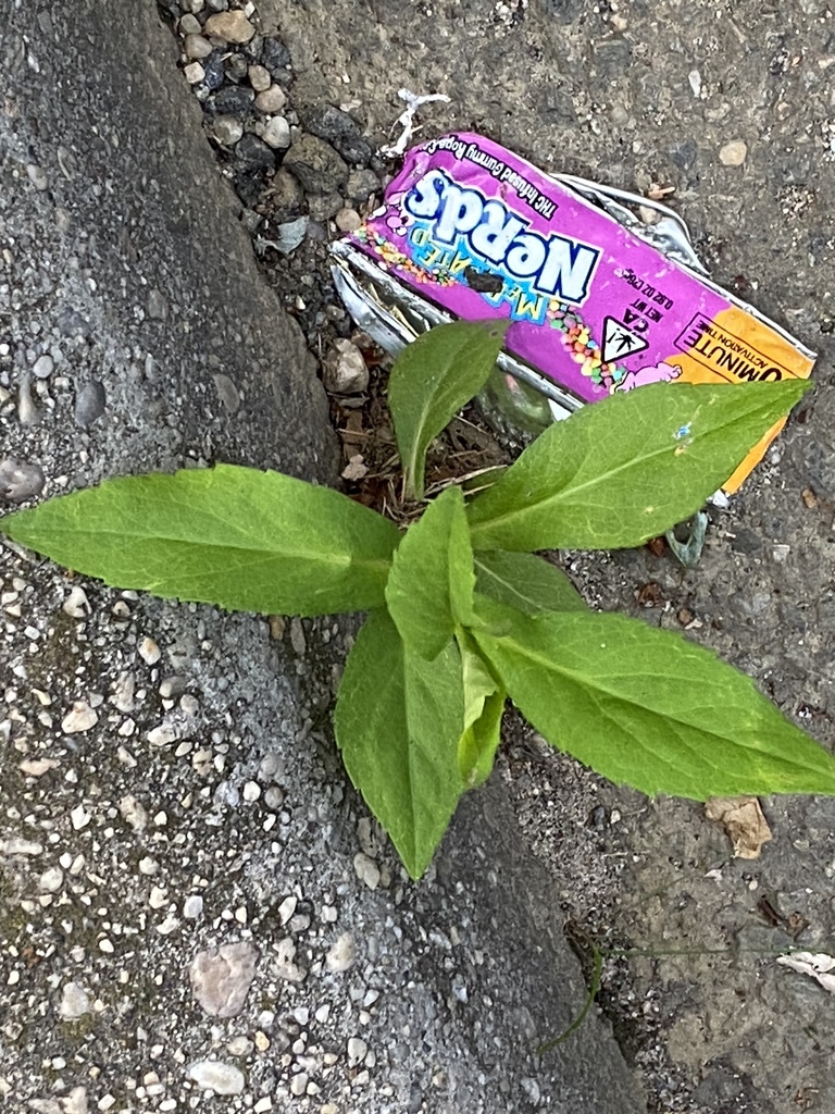 American burnweed from Long Island, Massapequa, NY, US on July 5, 2020 ...