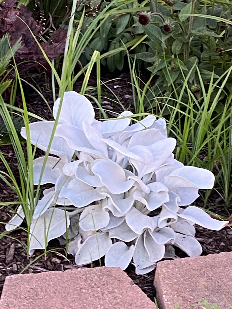 Ghost-plant from Long Island, Massapequa, NY, US on July 05, 2020 at 08 ...