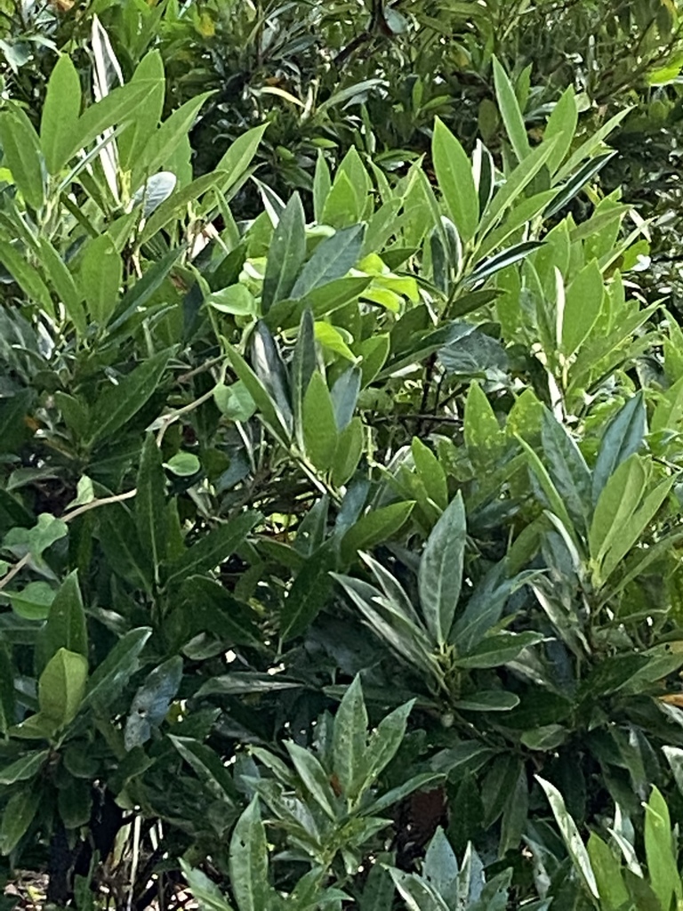 Cherry laurel from Long Island, Massapequa, NY, US on July 5, 2020 at ...