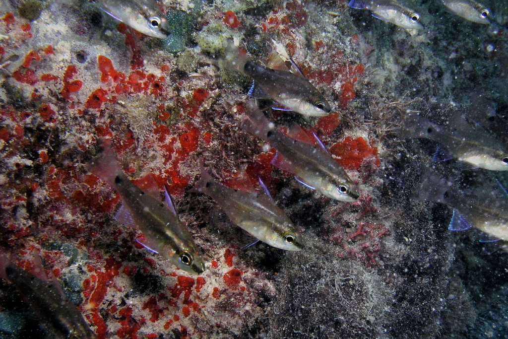 Sangi Cardinalfish (Fibramia thermalis) - Marine Life Identification