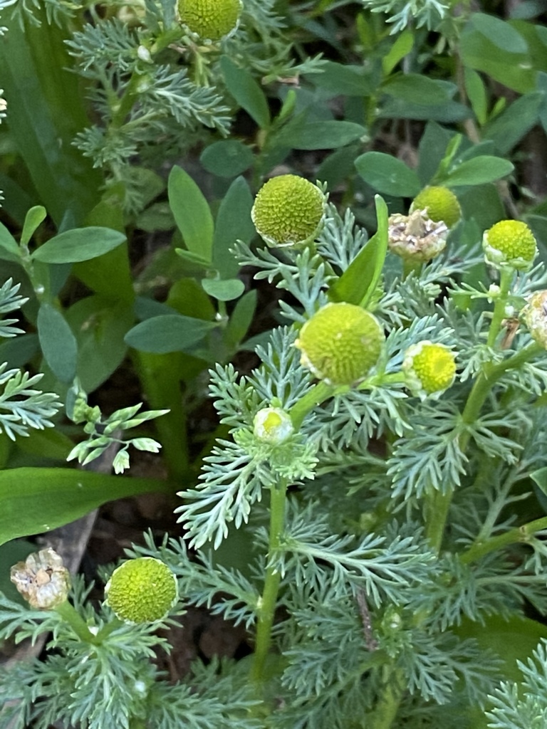 pineapple-weed from Massapequa Preserve, Massapequa, NY, US on July 05 ...