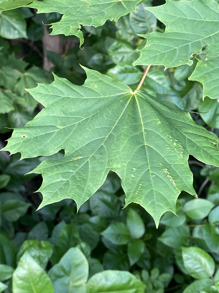 Norway maple from Massapequa Preserve, Massapequa, NY, US on July 05 ...