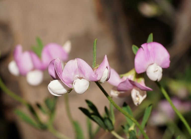 austral trefoil from Wellington River, Licola VIC, Australia on ...