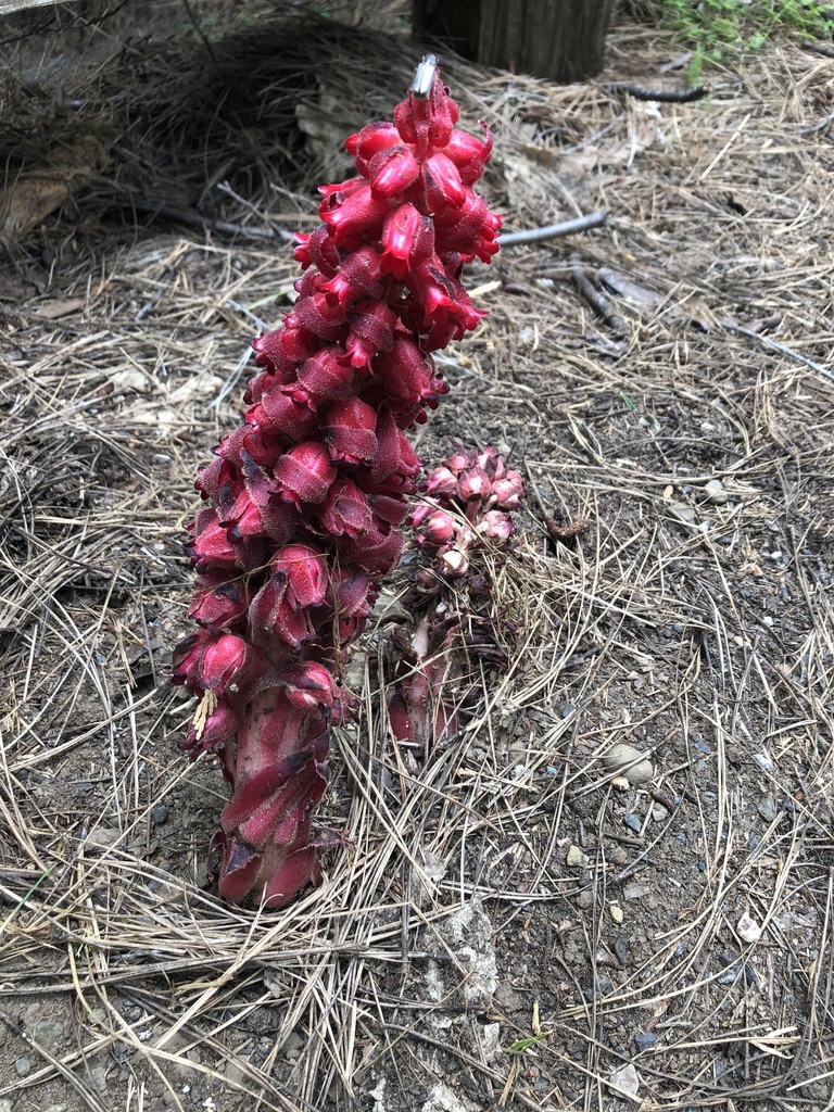 Snowplant from Pi-Pi Valley, Somerset, CA, US on June 6, 2020 at 01:38 ...