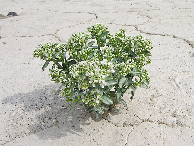 Davis' Peppergrass (LEDA2) (OCTC Flora Guide) · iNaturalist