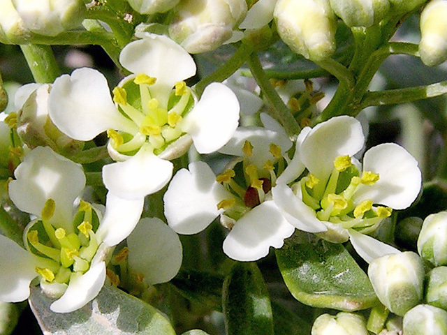 Davis' Peppergrass (LEDA2) (OCTC Flora Guide) · iNaturalist