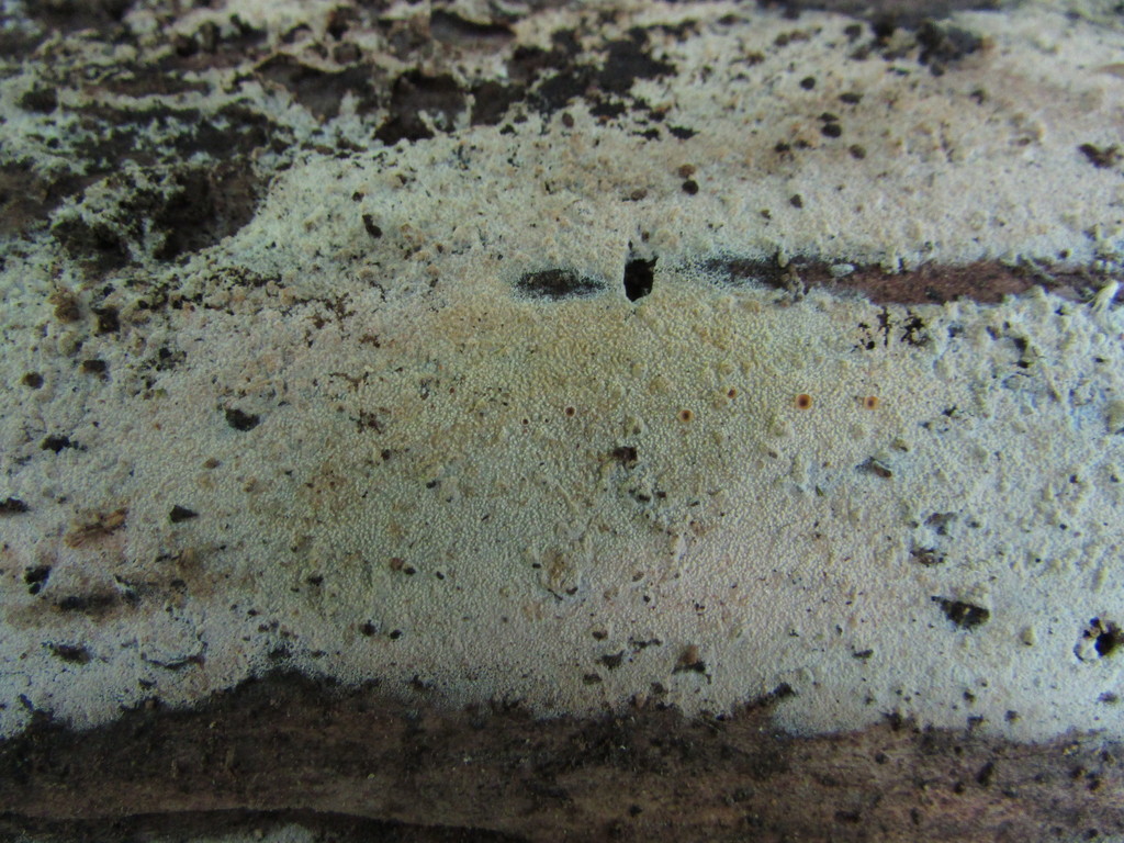 Hyphoderma setigerum from Mansfield, NJ, USA on June 29, 2020 at 09:37 ...