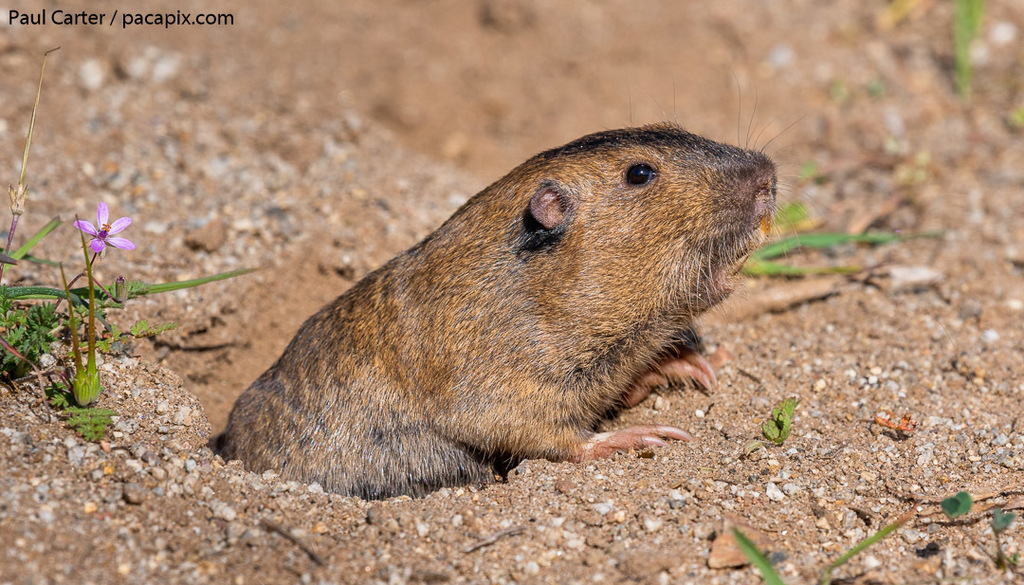 Botta's Pocket Gopher from Orange, CA, USA on March 4, 2020 at 09:35 AM ...