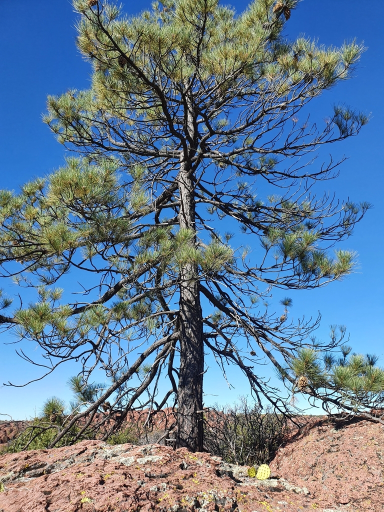 Coulter pine from 18 km al noreste de Héroes de Independencia on July ...