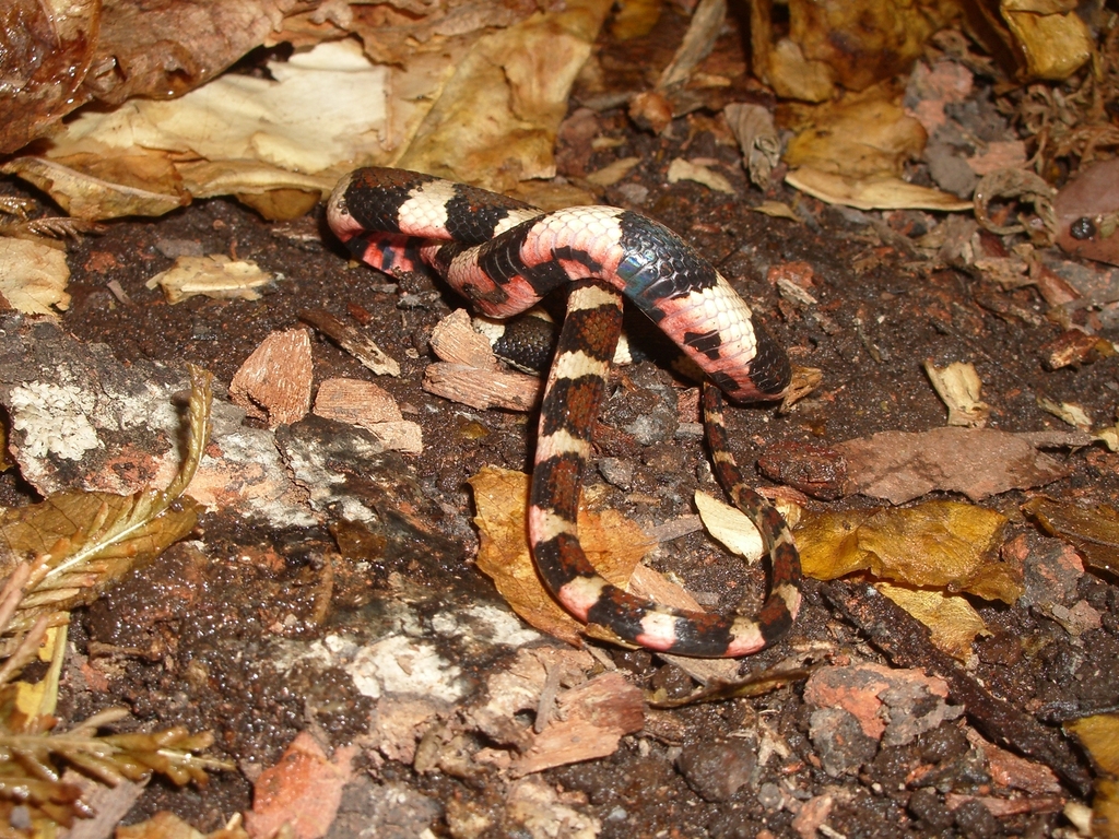 Apiaká Keelback (Helicops apiaka) - Snakes and Lizards
