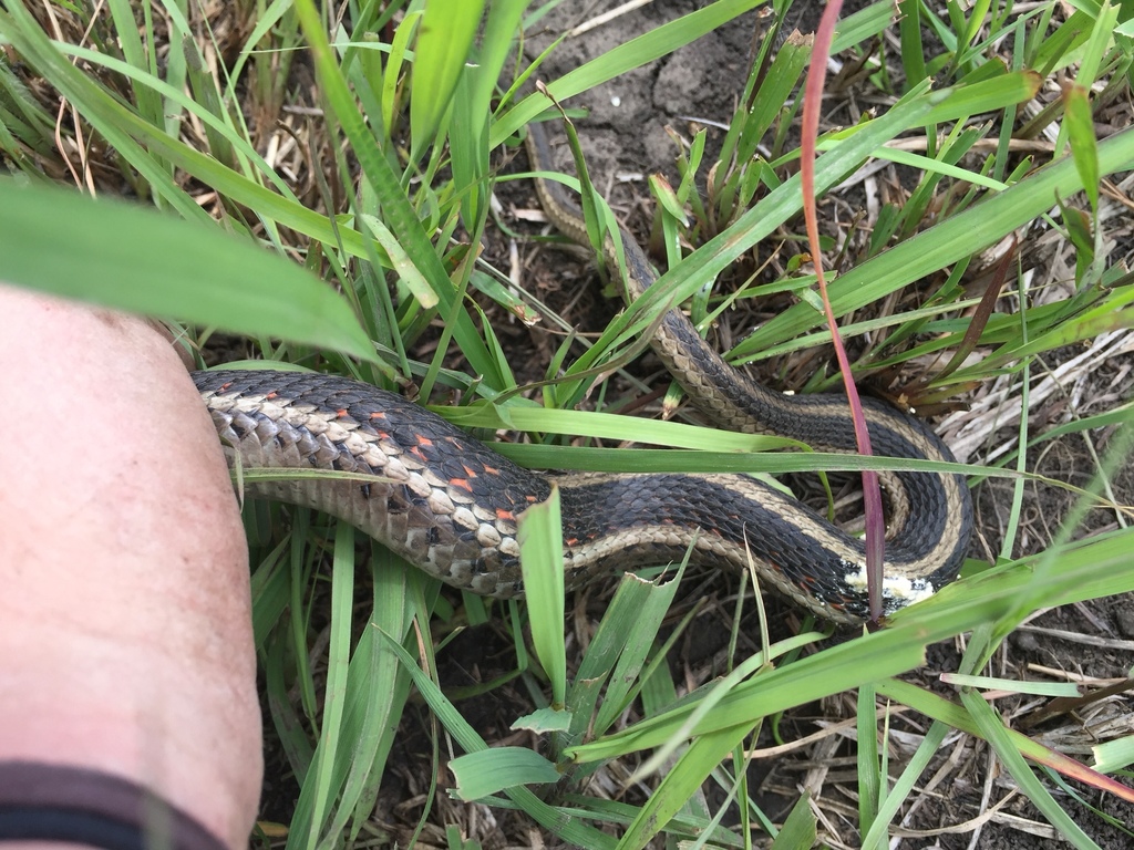 Common Garter Snake from 66860, Madison, KS, US on May 24, 2017 at 03: ...