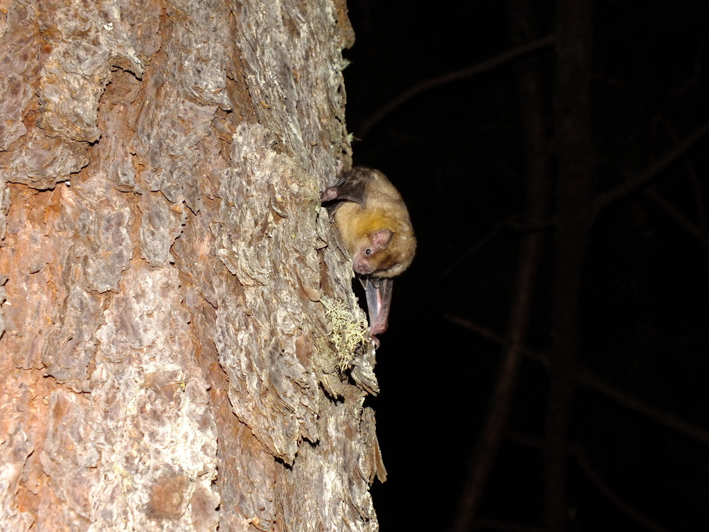 Yellow-shouldered Bats from Tacambaro on March 19, 2015 at 08:51 PM by ...