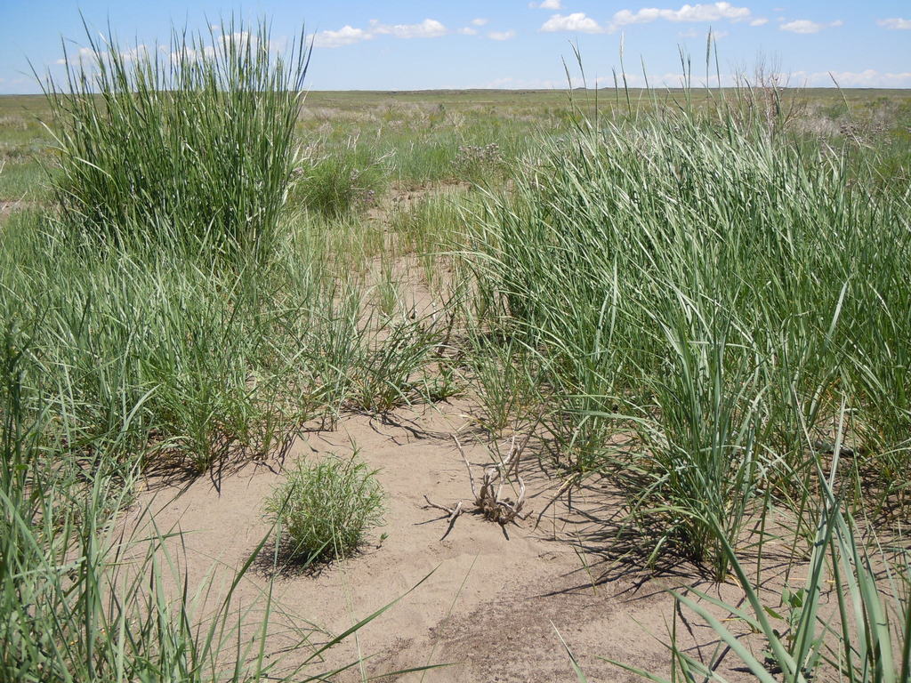 Great Basin Wildrye (LECI4) (OCTC Flora Guide) · iNaturalist