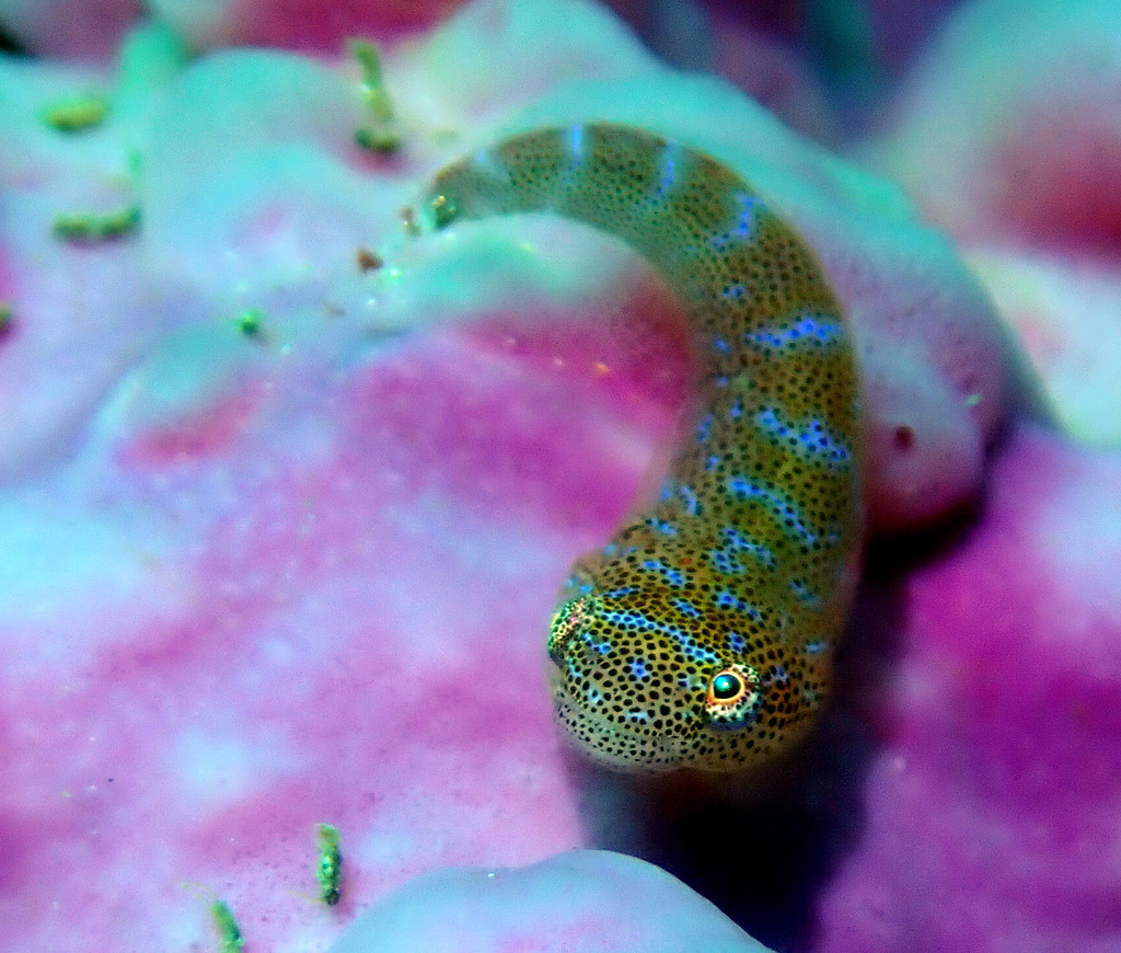 Clingfishes (Gobiesocidae) - Marine Life Identification