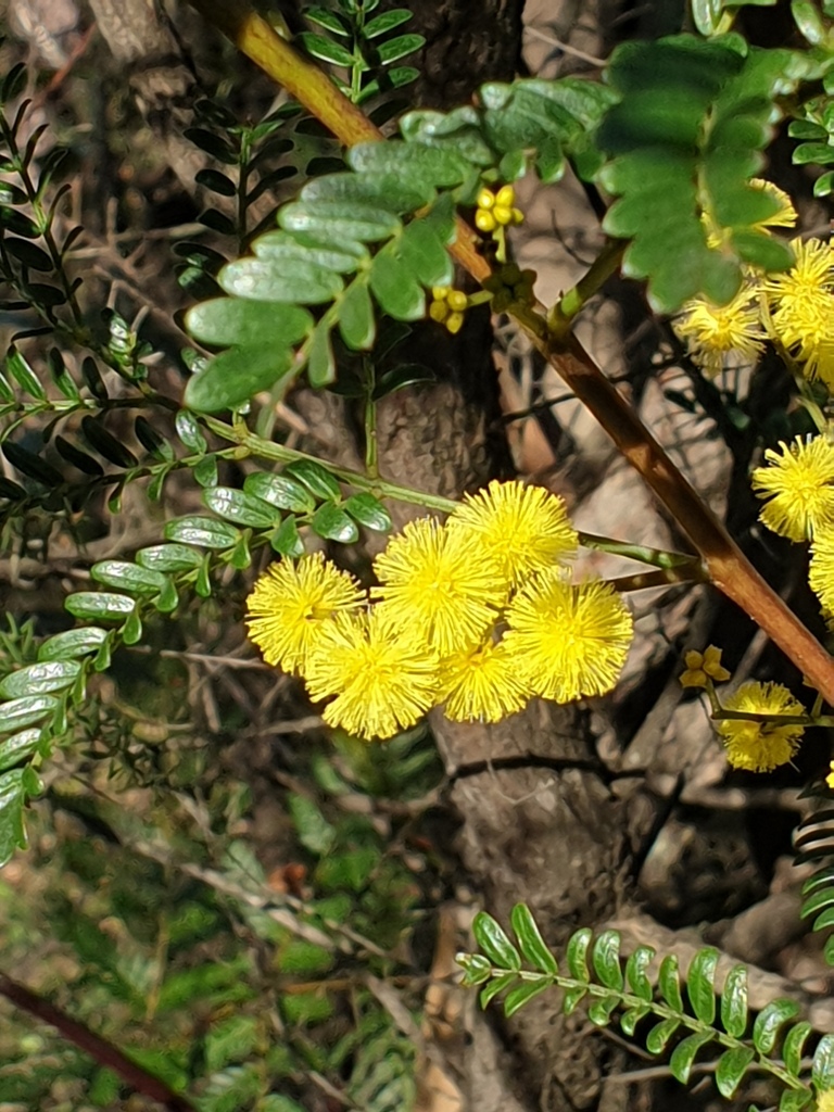Sunshine Wattle (Acacia terminalis) - Botanical Realm