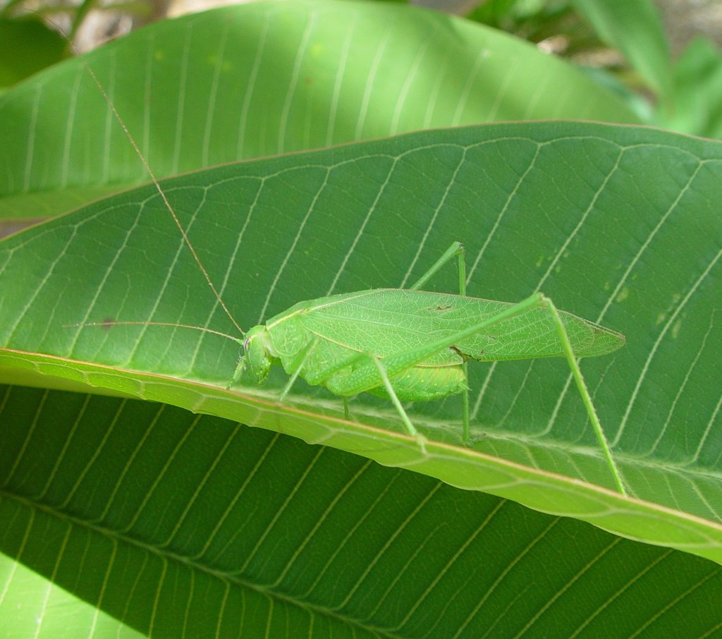 Australian Common Garden Katydid from Broome WA, Australia on March 14 ...
