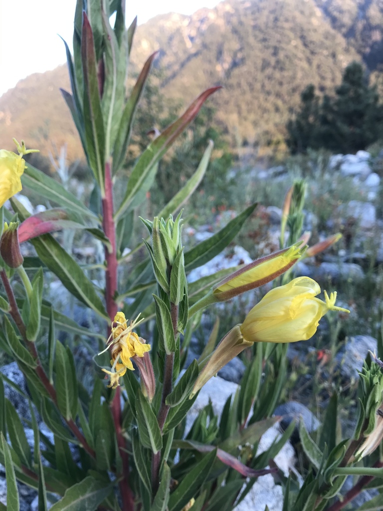 tall evening primrose from San Bernardino National Forest, Yucaipa, CA ...