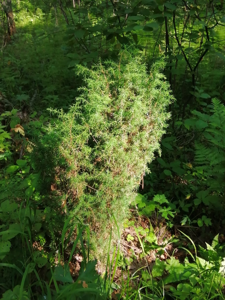 common juniper from Артемовский р-н, Свердловская обл., Россия on July ...