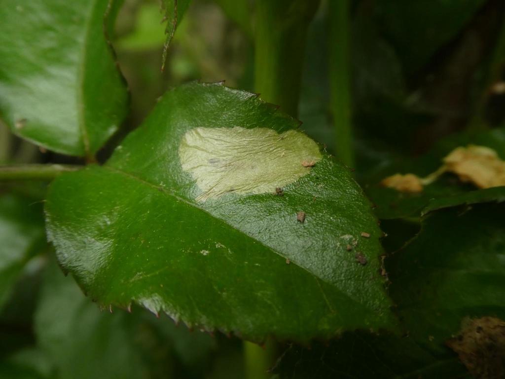 Rose Carl in July 2020 by Alexis. on Rosa · iNaturalist