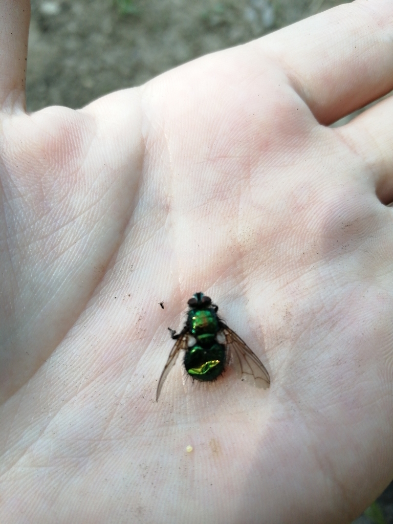 Bot Flies, Blow Flies, and Allies from 35, Иркутск, Иркутская обл ...